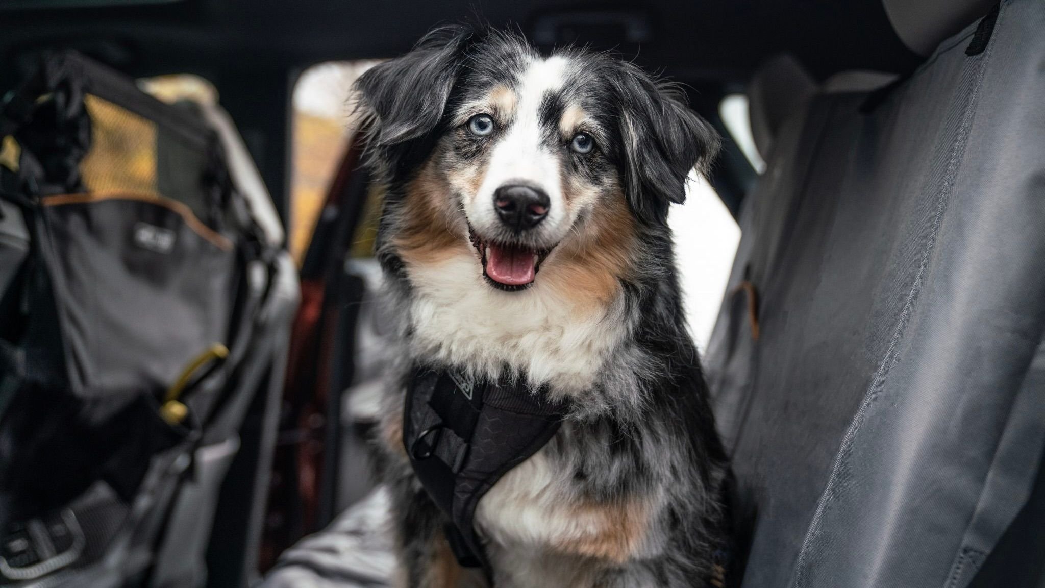 4 Accessories to Make Your Lexus More Pet-Friendly | Clublexus