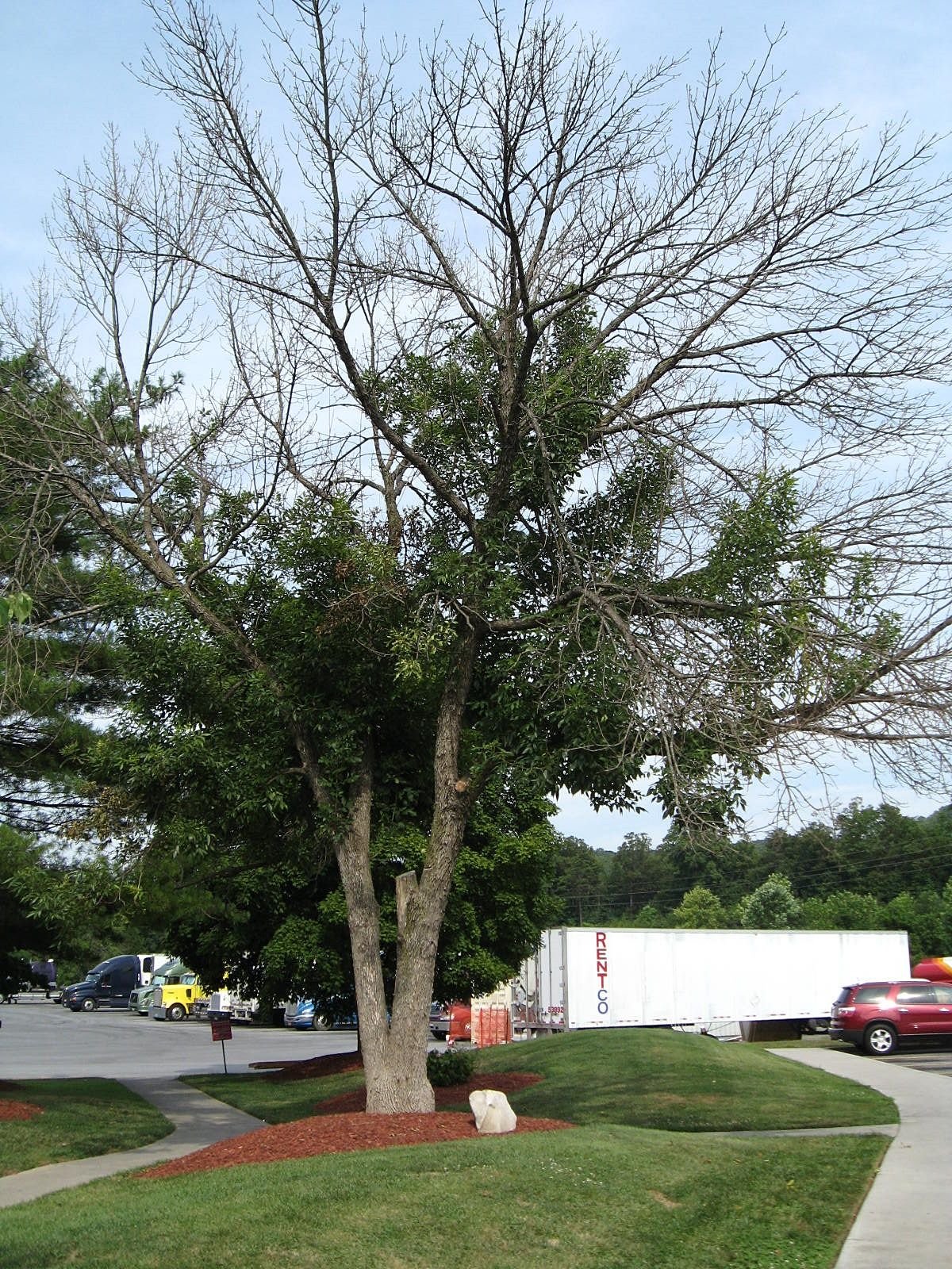 Now is the Time to Protect Your Ash Trees - Dave's Garden