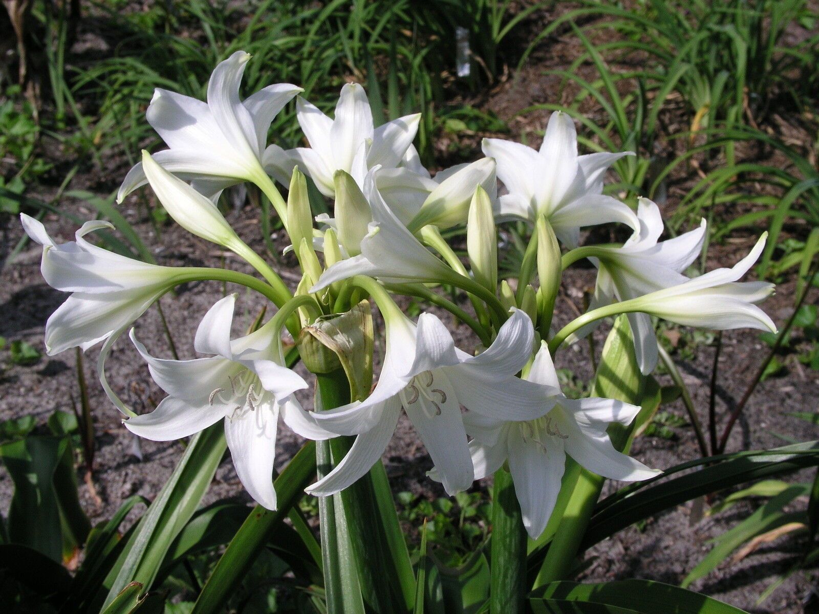 The Queen's Floral Legacy - Dave's Garden