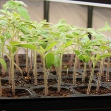 Tips and Advice on Outdoor Gardening, Flower Gardens, Plants, & Seeds ...