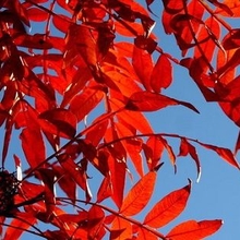 PlantFiles Pictures: Chinese Peony, Garden Peony 'Immaculee' (Paeonia ...