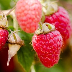 Time to Tame the Raspberry Jungle - Dave's Garden