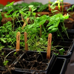 Plant Collars to Put the Water to the Plants Roots - Dave's Garden