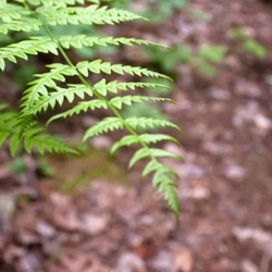 Dwarf Ferns for Limited Space - Dave's Garden