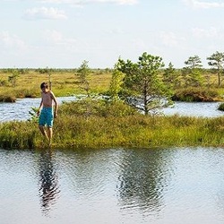 Intriguing Floating Bog Islands