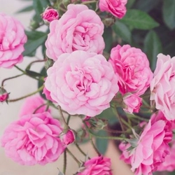 Mini Rose Rescue - Dave's Garden