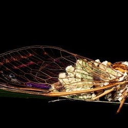 Make Use of the Brood X Cicada Emergence 2020: The Year of Murder ...