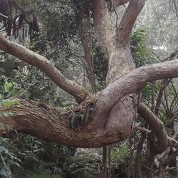 Acacias: Part 3: Propagation - Dave's Garden