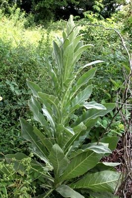 Weeds With a Purpose: Great Mullein, Verbascum thapsus - Dave's Garden