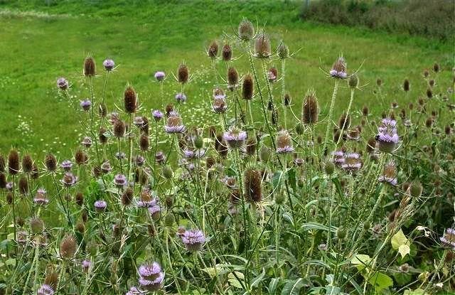 Identifying Weeds: Teasel; Dipsacus fullonum - Dave's Garden