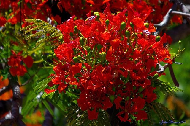 Flamboyant Tree: The Flamenco Dancers of the Tree World - Dave's Garden