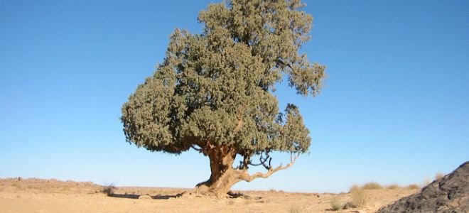 How to Plant and Care for a Cypress Tree | DoItYourself.com