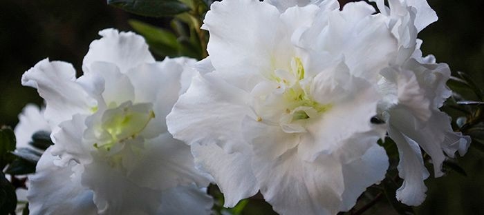 Saving Your Holiday Azalea - Dave's Garden