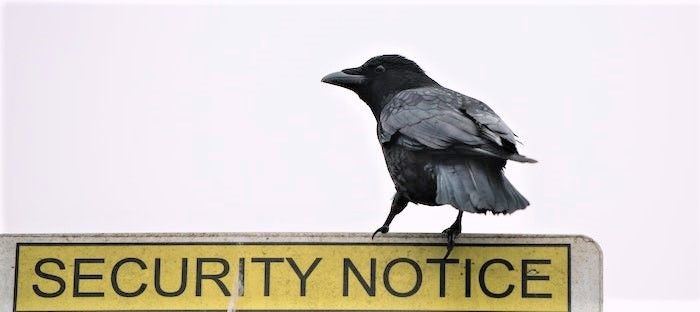 Are You Smarter Than a Crow? - Dave's Garden