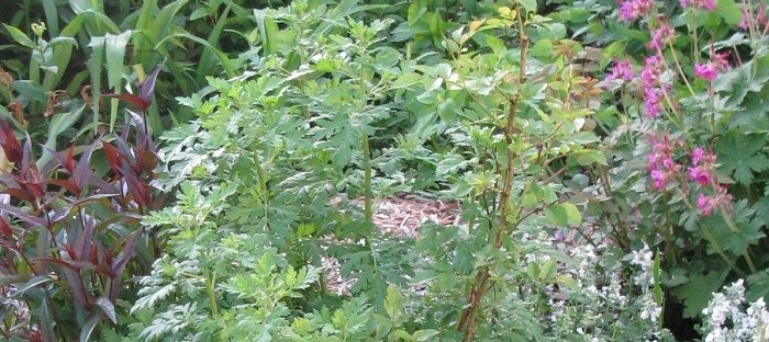 Great Edging Plants for the Front of the Border - Dave's Garden