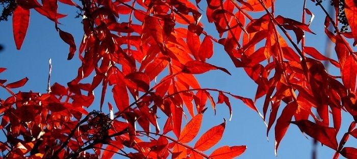 Sumac is the First to Show Glorious Fall Color - Dave's Garden