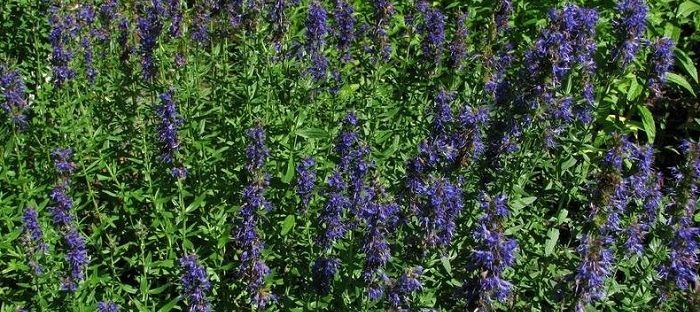 Hyssop - Dave's Garden
