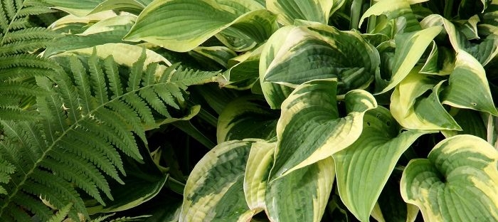 In Defense of Green - Dave's Garden