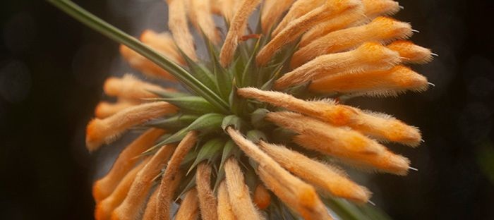 Tales of Lion's Tail - Dave's Garden