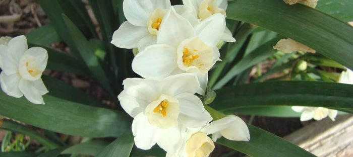 Enjoy Spring Flowers This Winter - Dave's Garden