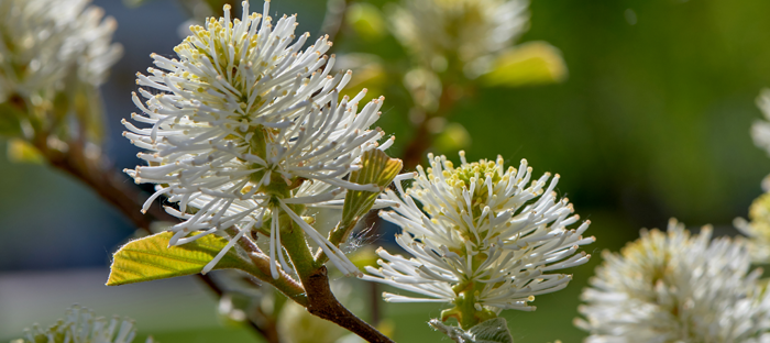 Fragrant Shrubs for Winter and Spring - Dave's Garden