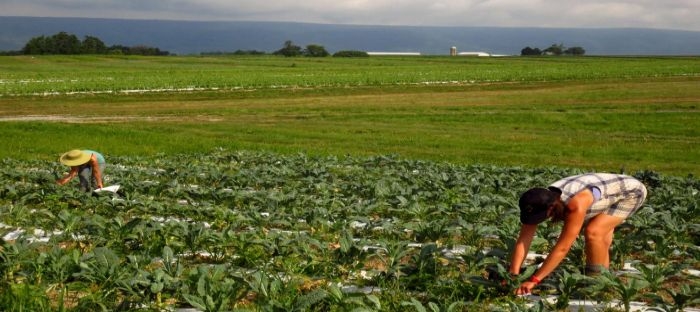 Help Prevent Food Waste And Hunger by Gleaning - Dave's Garden