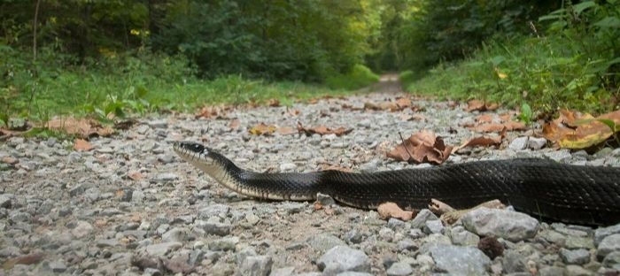 Snake Road in Southern Illinois is Closed for the Fall Migration - Dave ...