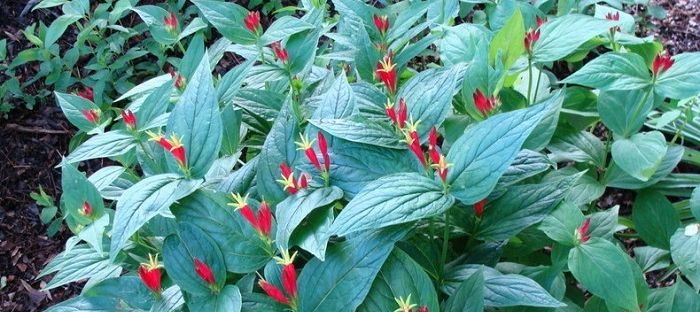 Indian Pink: A Wildflower for Your Garden - Dave's Garden