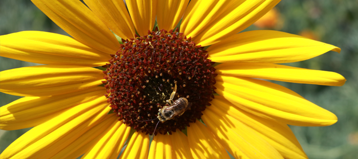 The Great Sunflower Project - Dave's Garden