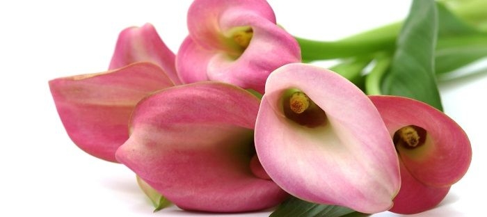 Blushing Beauties - Pink varieties of Zantedeschia aethiopica - Dave's ...