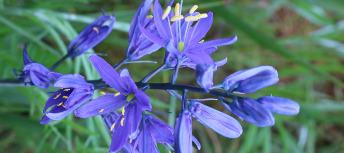 8 Great Oregon Gardens - Dave's Garden