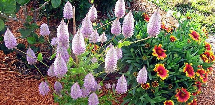 Mulling Over Mulla Mulla - Dave's Garden