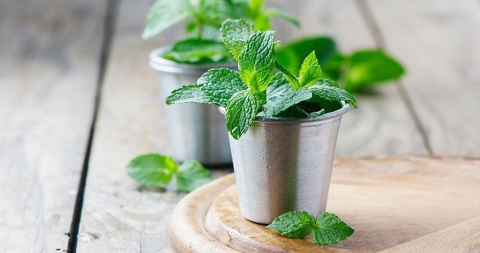 mint sprigs in a cup