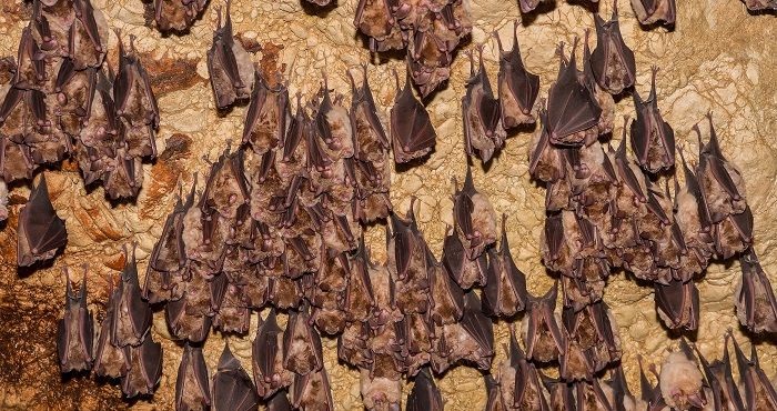 4 Little Used Soil Amendments that Make a Big Difference - Dave's Garden