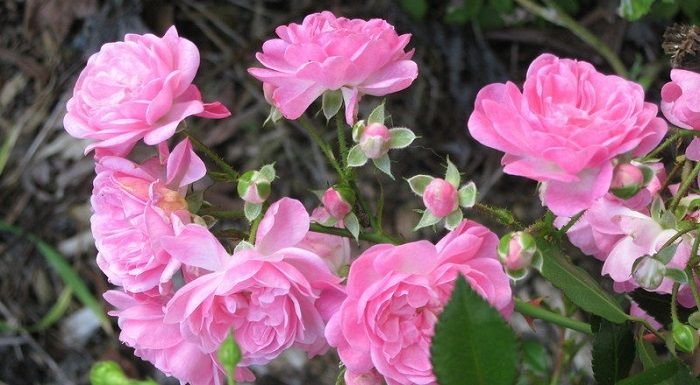 Polyantha Roses: Tough and Easy Beauties - Dave's Garden