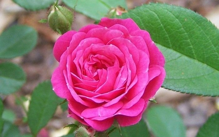 Polyantha Roses: Tough and Easy Beauties - Dave's Garden