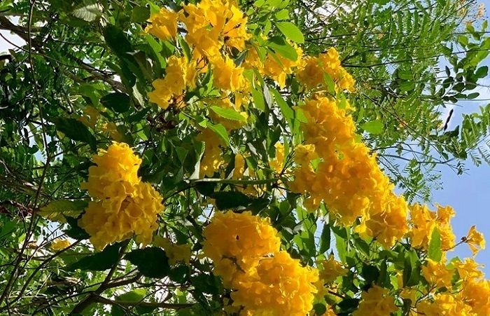 yellow elder plantfiles