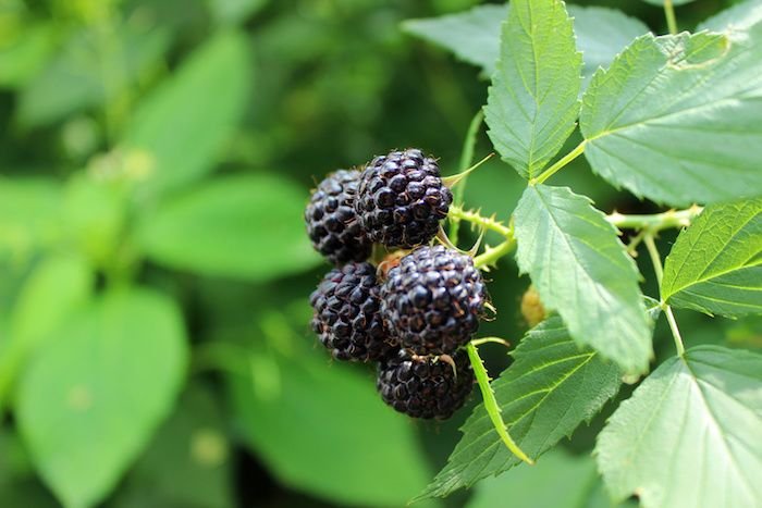 Caring for Raspberry Canes - Dave's Garden