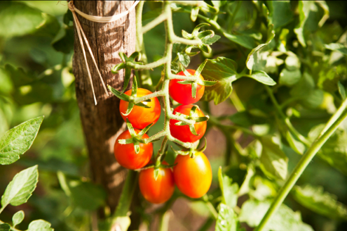 Best Plants for Starting a Vertical Garden - Dave's Garden