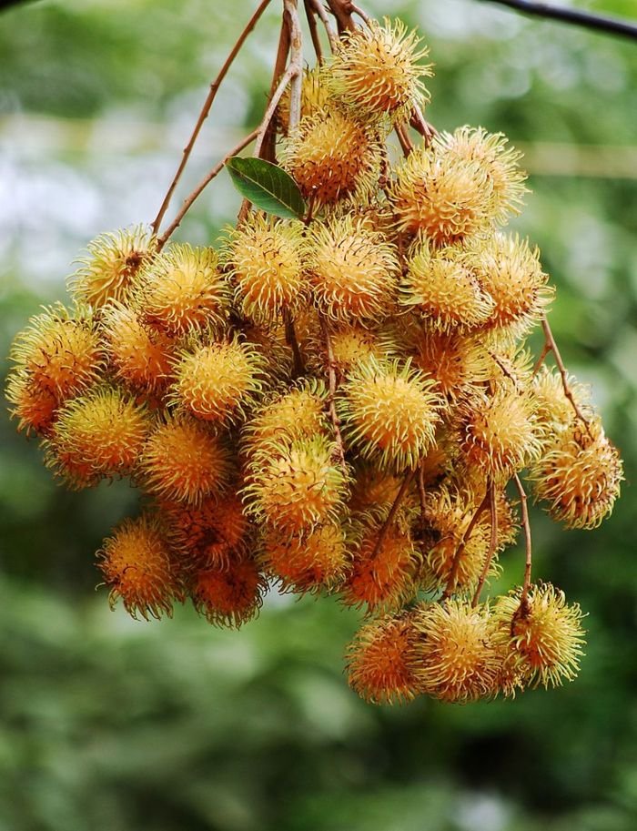 What In The World Is Rambutan? - Dave's Garden