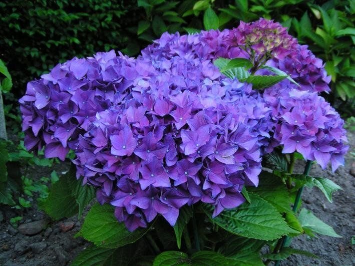 How to Grow Pantone's Color of the Year in Your Garden - Dave's Garden