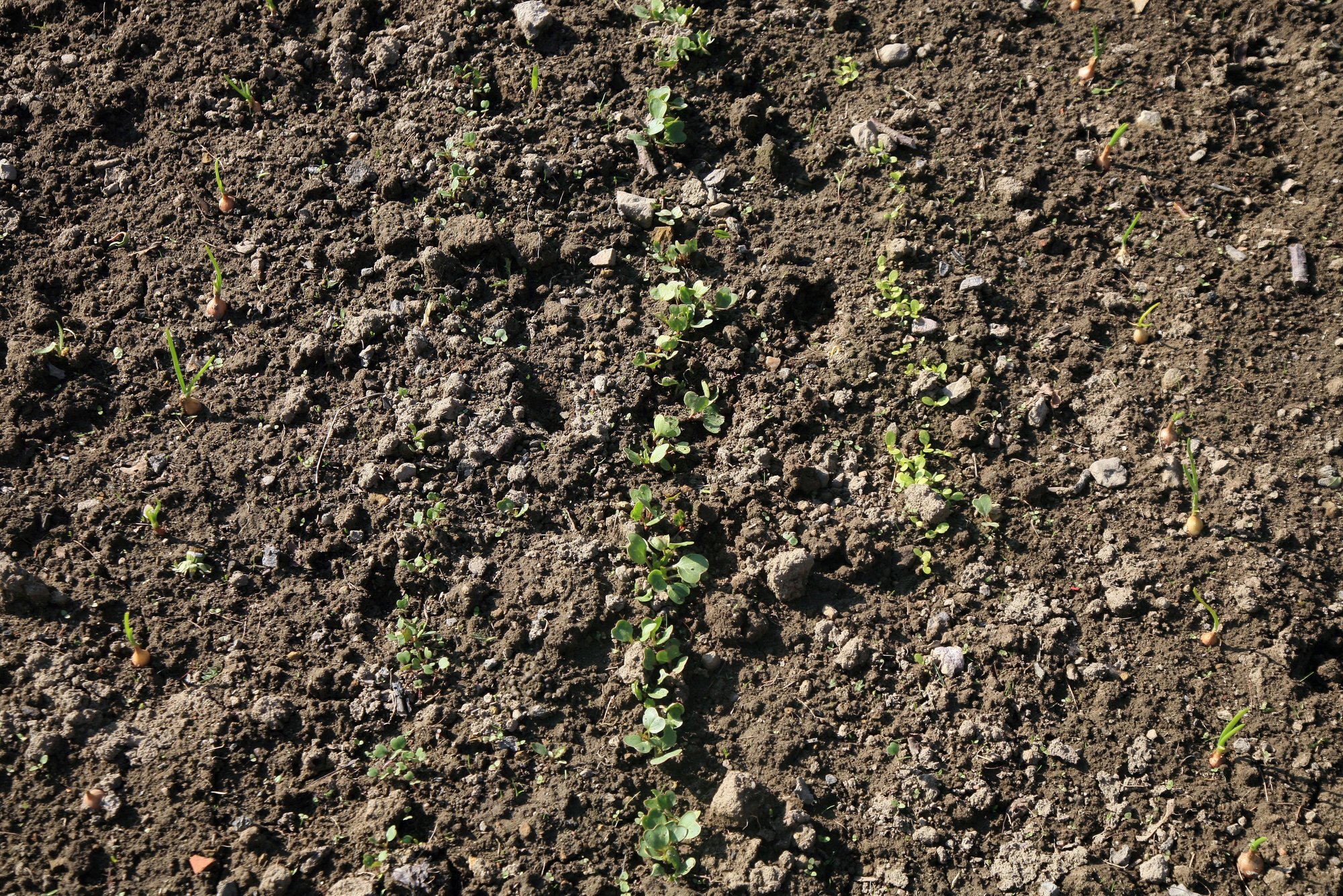 what-is-intercropping-doityourself