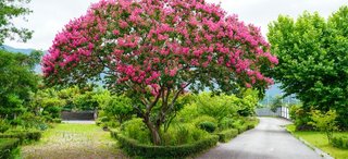 11 Trees That Require Little Water | DoItYourself.com