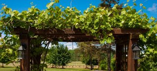 Build a Grape Trellis in Four Steps | DoItYourself.com