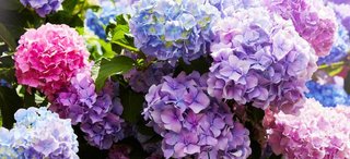 17 Summer Flowers That Wow | DoItYourself.com