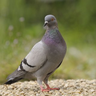 How to Shoo a Bird Out of Your House | DoItYourself.com