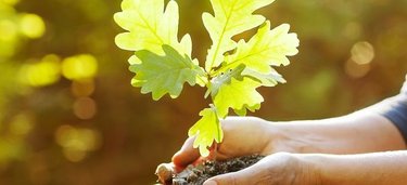 How to Plant Trees From Cuttings | DoItYourself.com