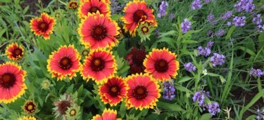 Easy Outdoor Plants | DoItYourself.com