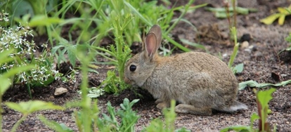 How to Use Rabbit Manure as Fertilizer | DoItYourself.com
