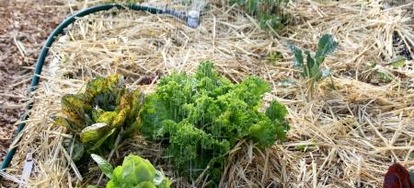 7 Reasons to Use Straw as Mulch | DoItYourself.com